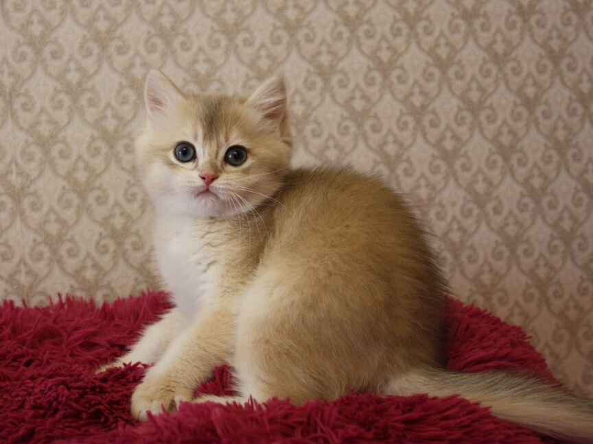 Голубой золотой котёнок