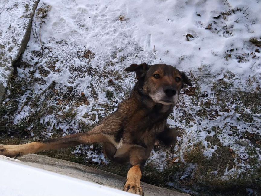 Щенки в добрые руки