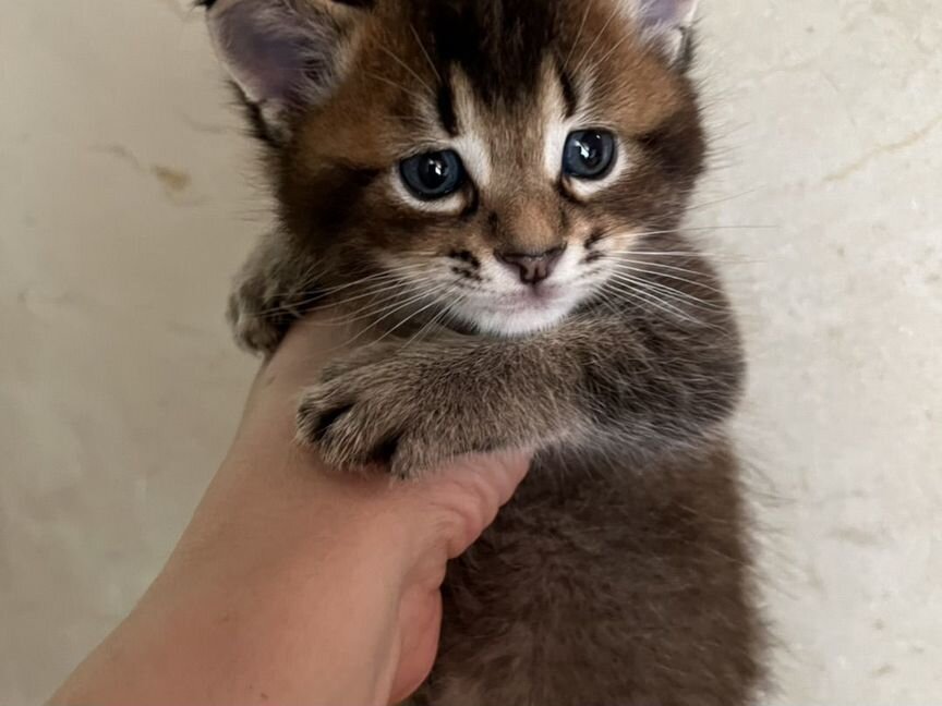 Кошка каракет