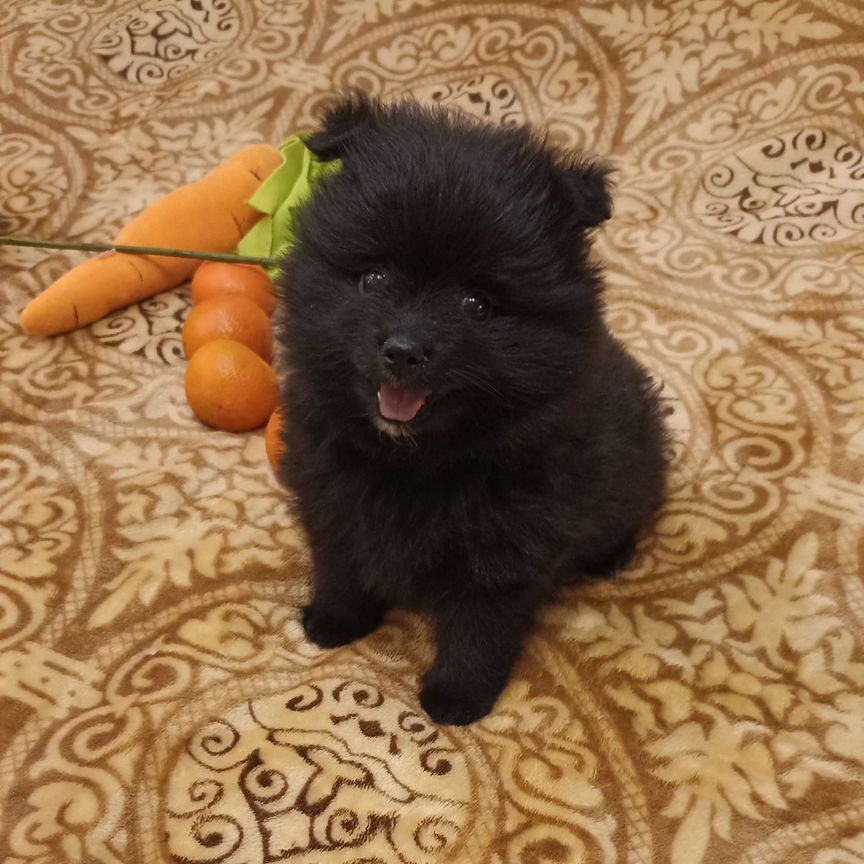 Померанский шпиц