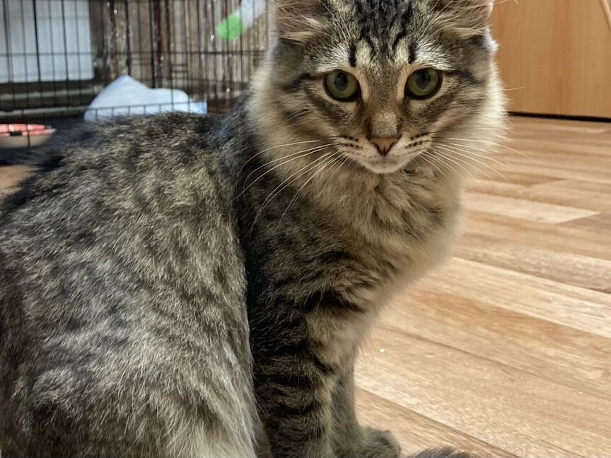 Кошечка Глаша
