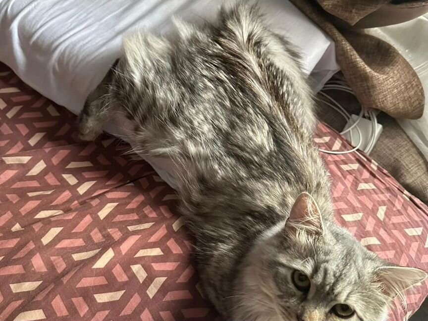 Кот полу сибирский