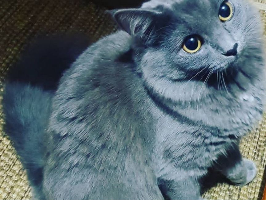 Кошка нибелунг