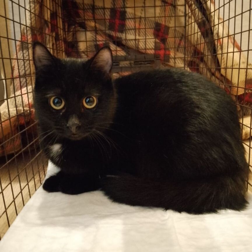 Кошка ищет дом