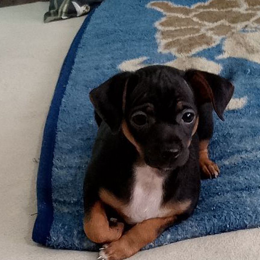 Английский той-терьер, щенок