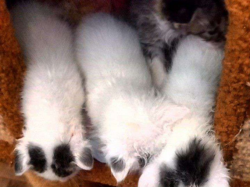 Котята в добрые руки