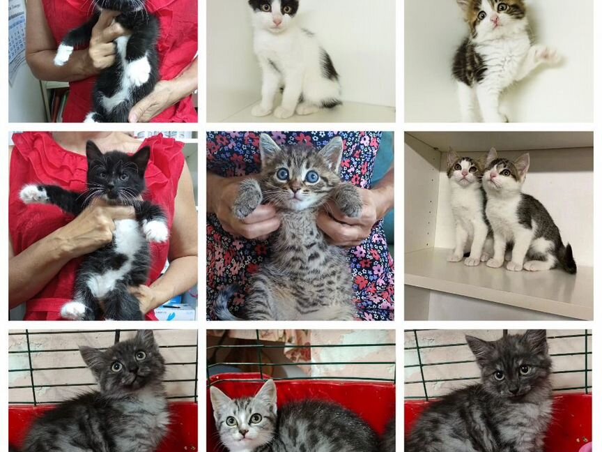 Завал подкинутых котят в ветклинике