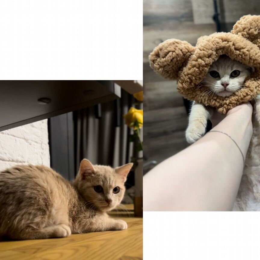 Котенок золотистой шиншиллы/крупный