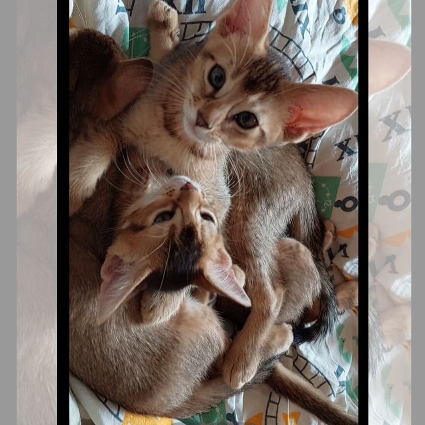 Яркие абиссинские котята