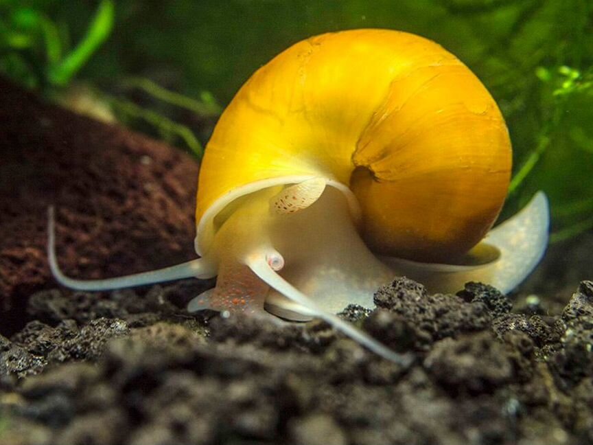 Ампулярия улитка группа 5 шт