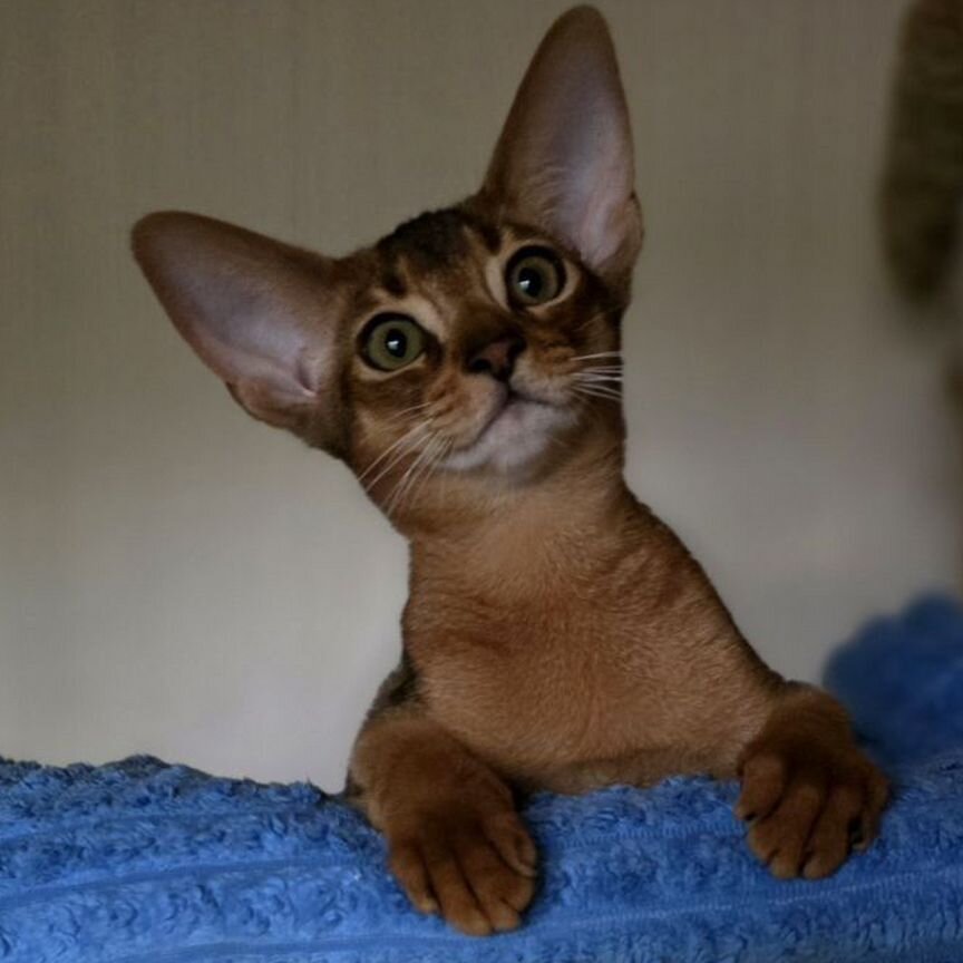 Абиссинский котёнок