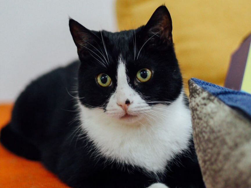 Кот джентльмен