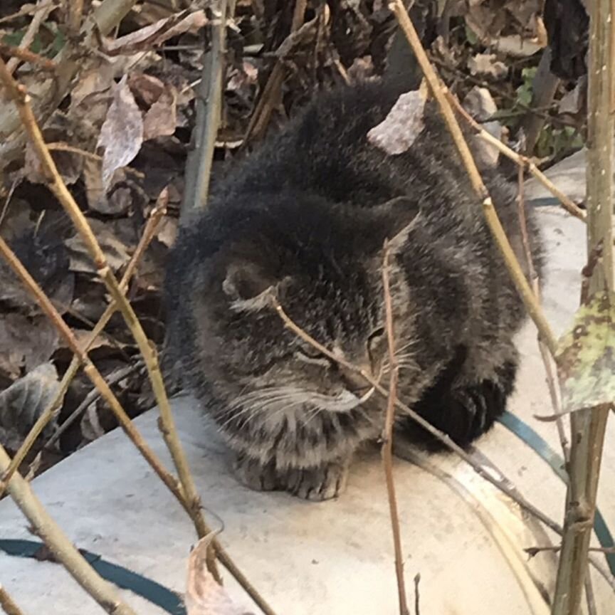 Прошу помощи в пристройстве