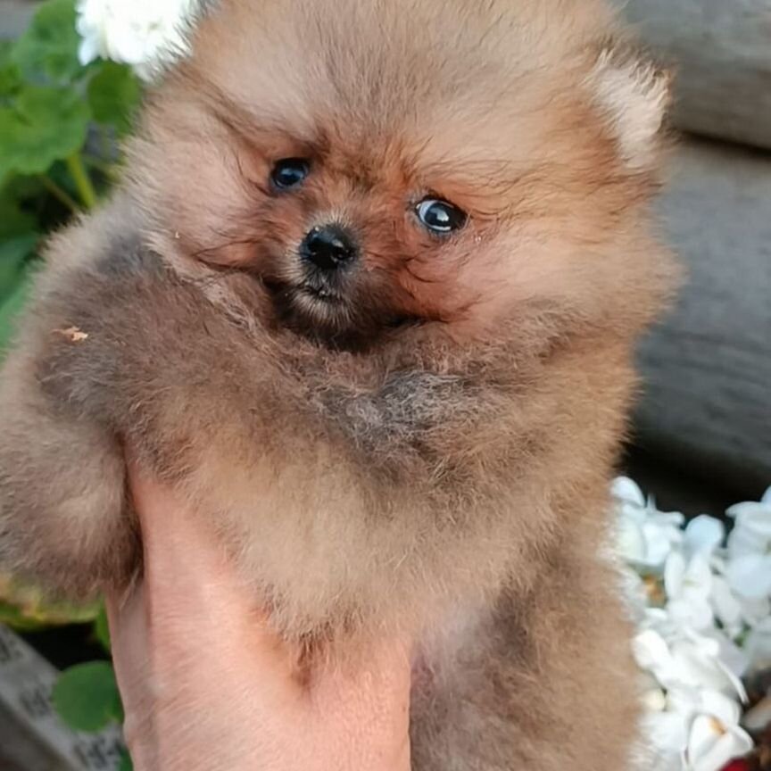 Померанский шпиц микро
