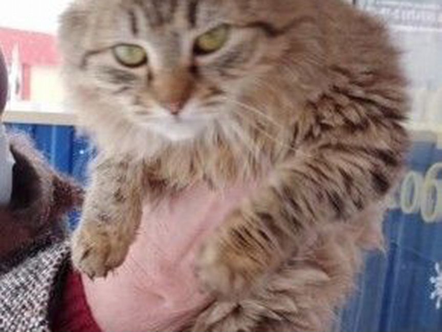 Кошка молоденькая в добрые руки