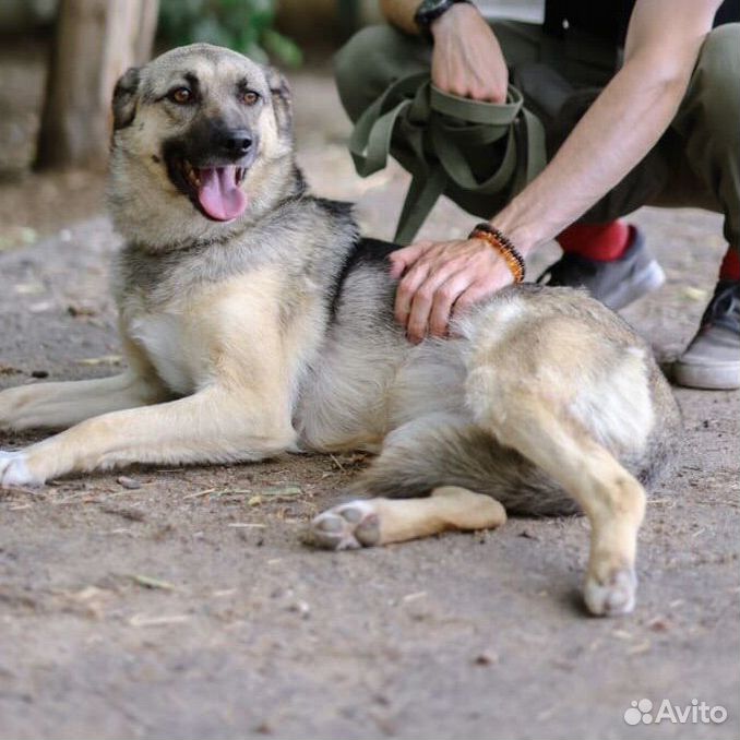 Октавия,скромная ищет дом
