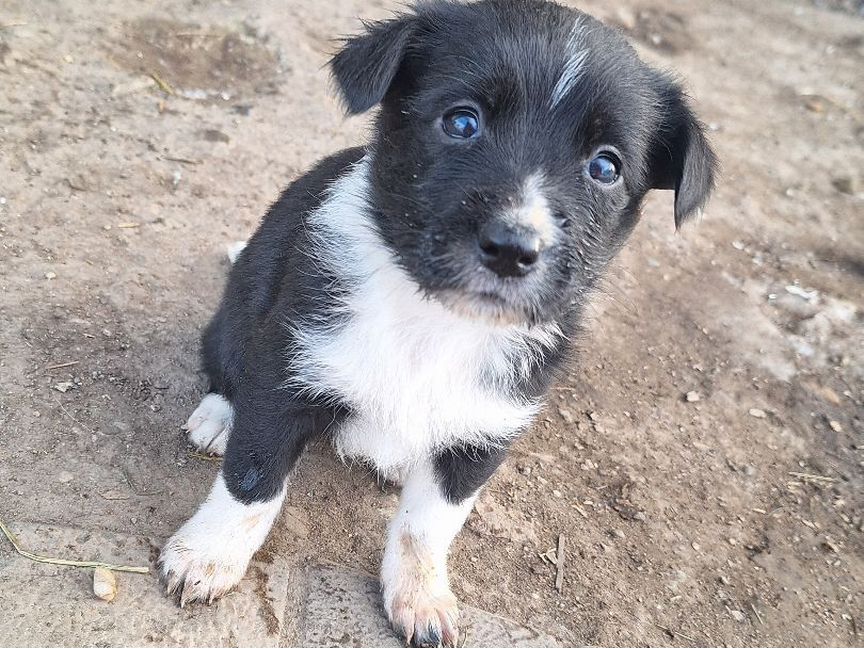 Отдам щенят в добрые руки