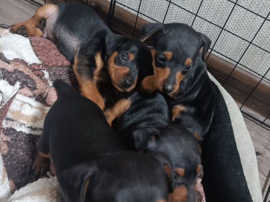 Щенки цвергпинчера