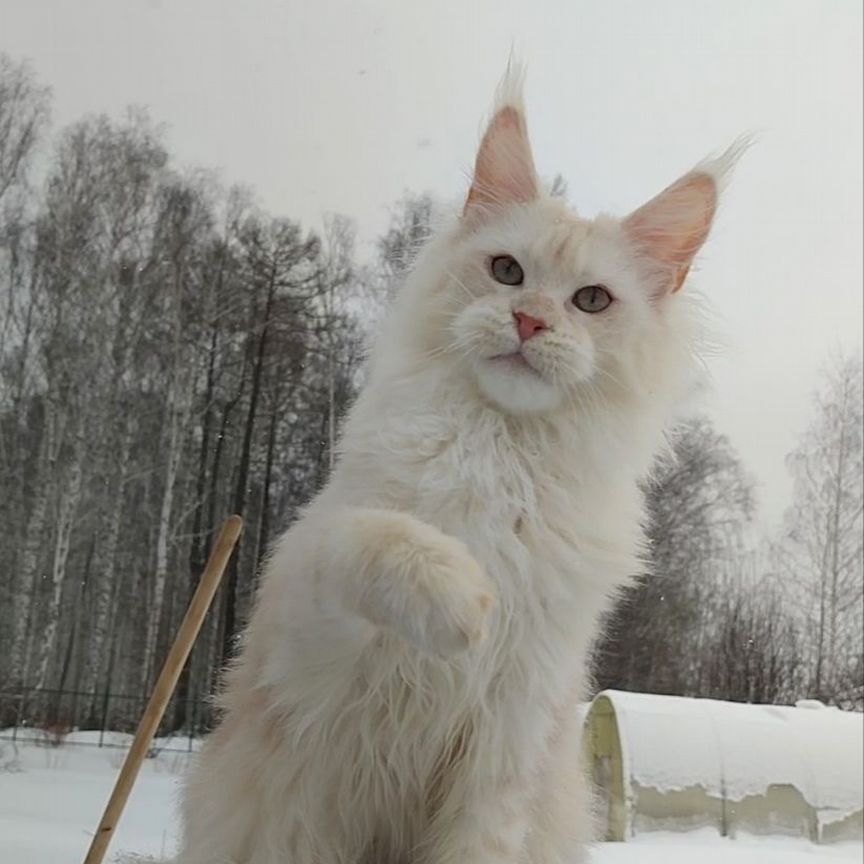 Нежный гигант