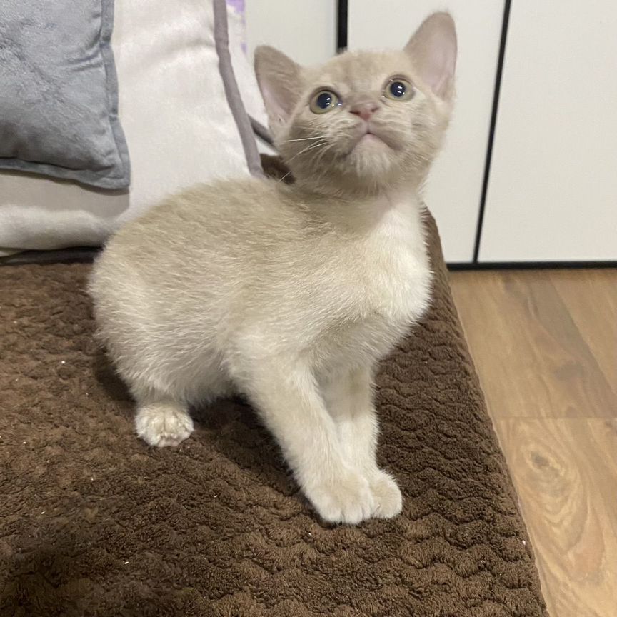 Котенок Бурмы