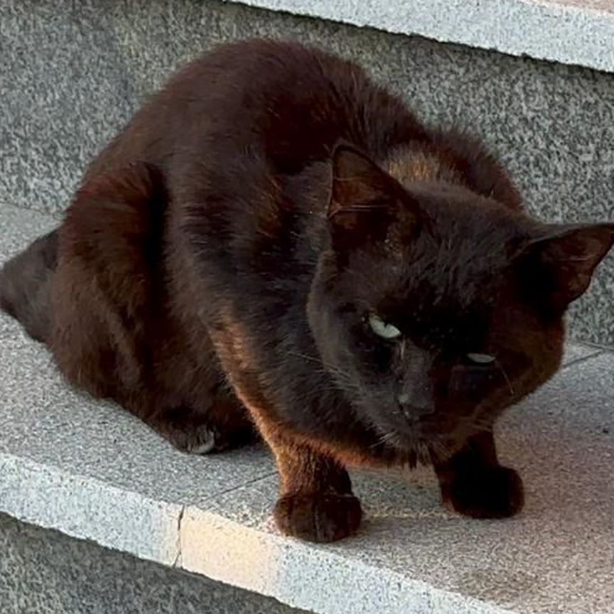 Котика выгнали на холод