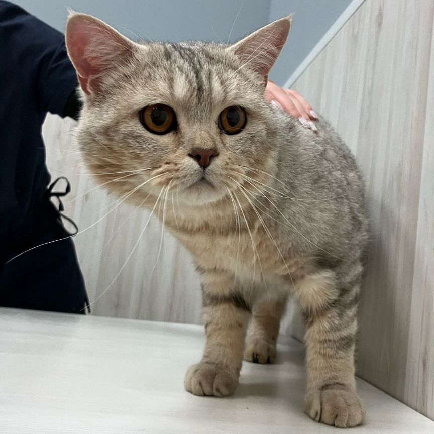 Взрослый кот в добрые руки