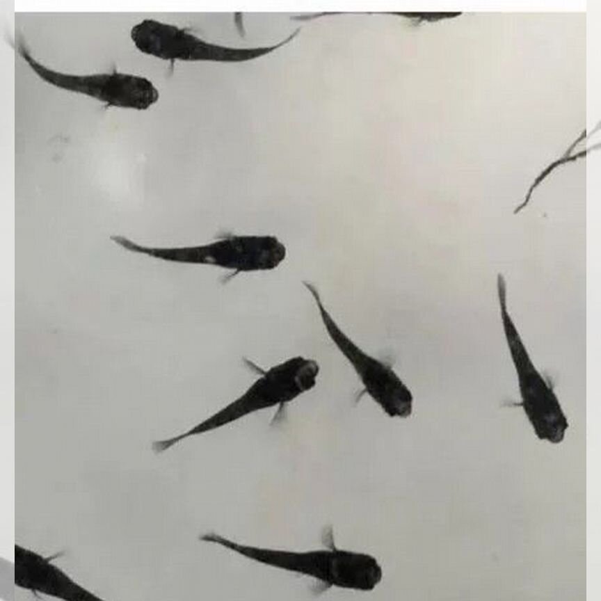 Мальки молли