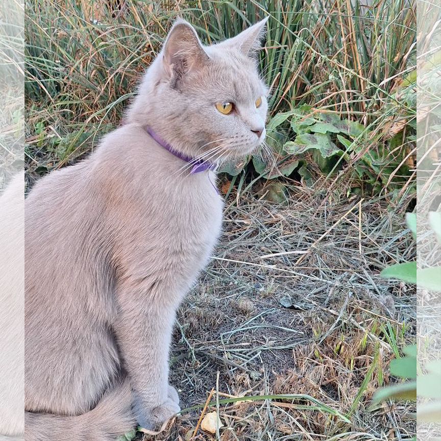 Ищем котика