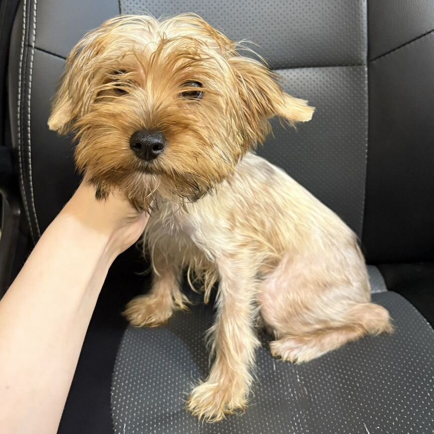 Йоркширский терьер, щенок