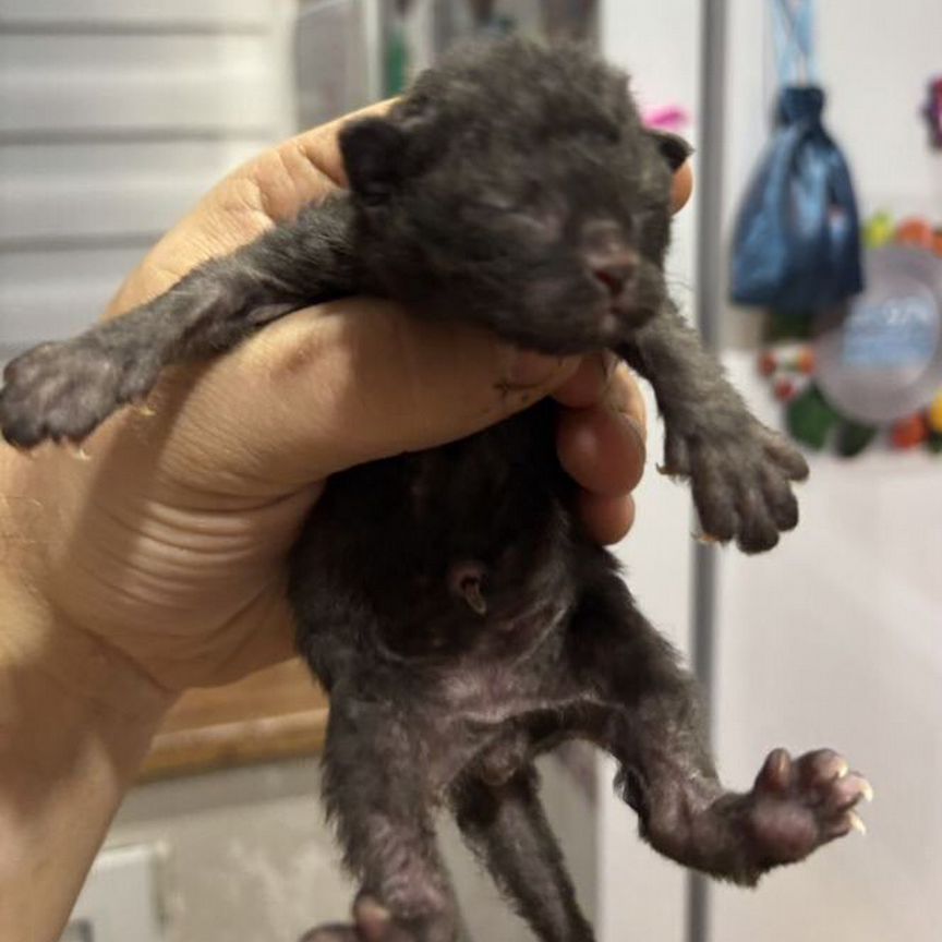 Канадский сфинкс котёнок