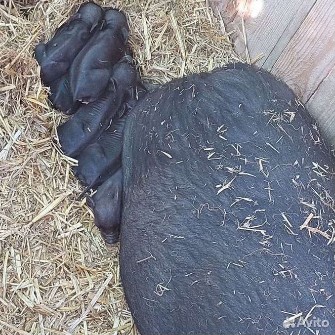 Вьетнамский вислобрюхий хряк