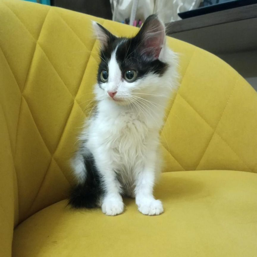 Котёнок мальчик