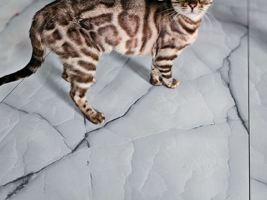 Бенгальская кошечка