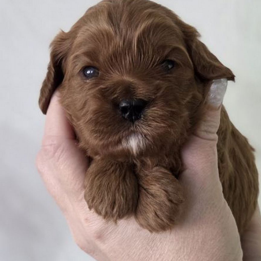 Кавапу, щенок