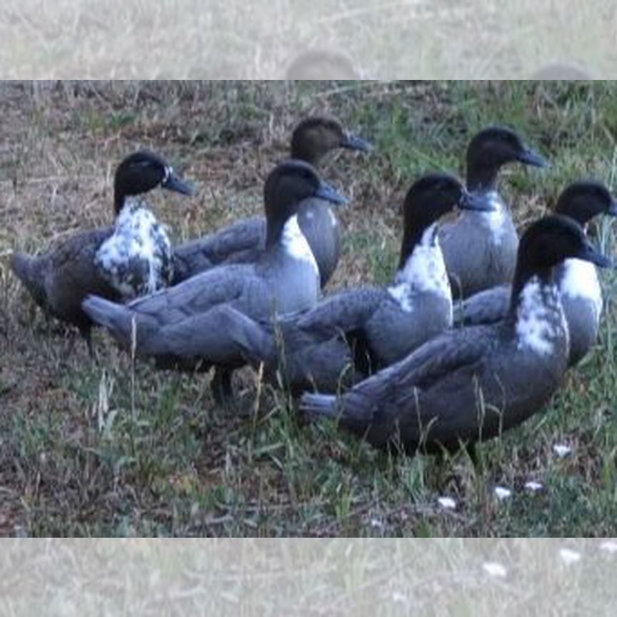 Утки Голубой Фаворит и Башкирская цветная