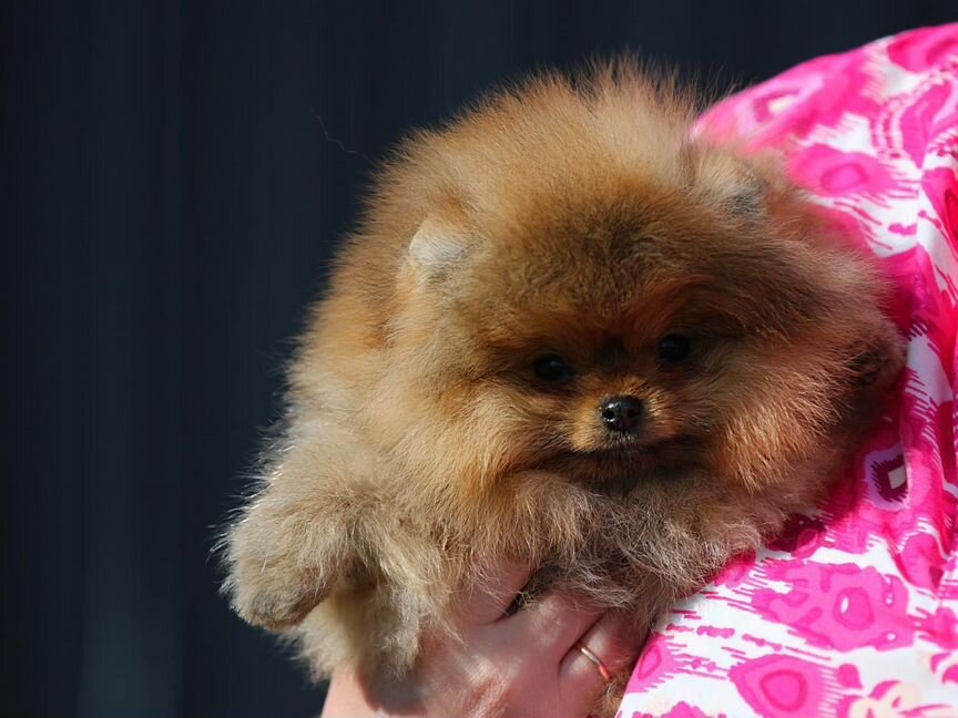 Девочки помераночки