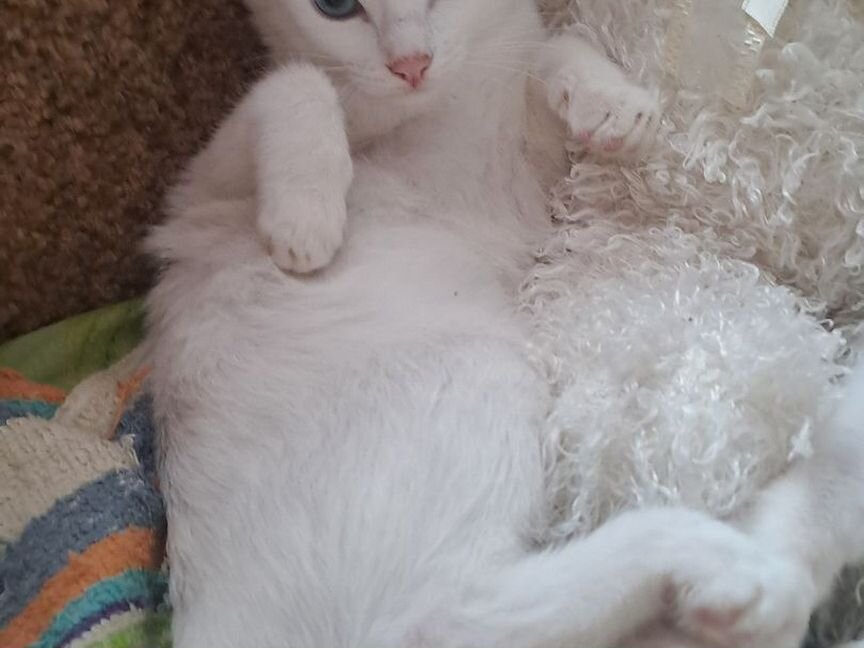 Котята као мани
