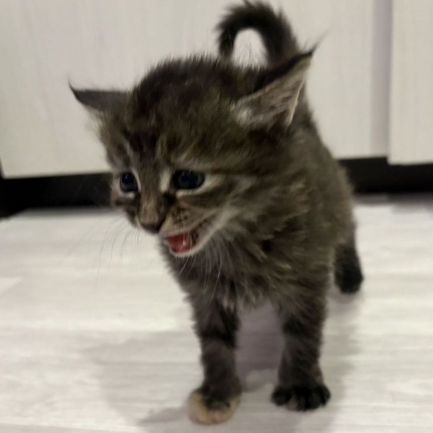 Котёнок в добрые руки