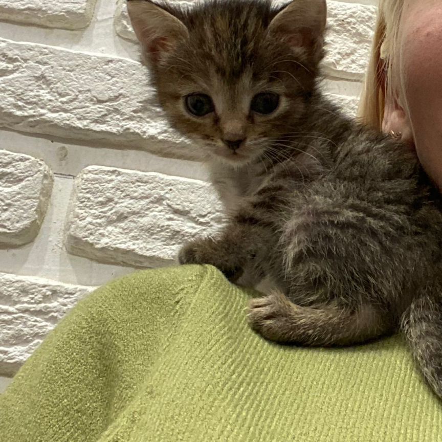 Отдадим ласкового котёнка