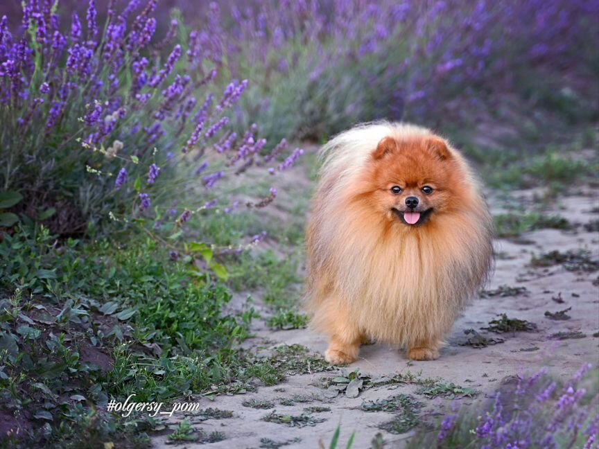 Шпиц малый. Кобель для вязки