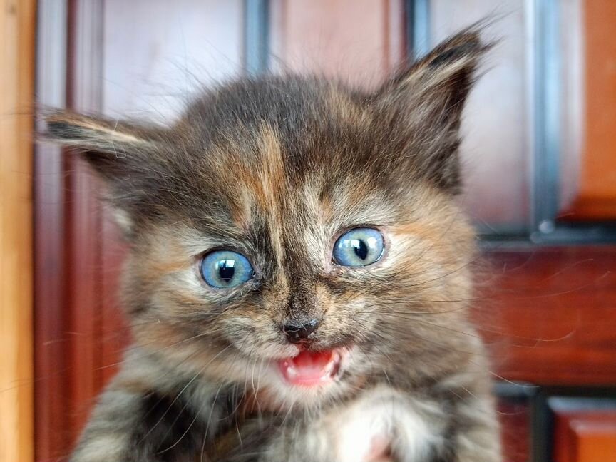 Кошка