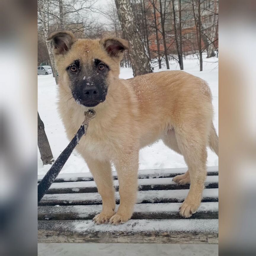 Щенок девочка в добрые руки
