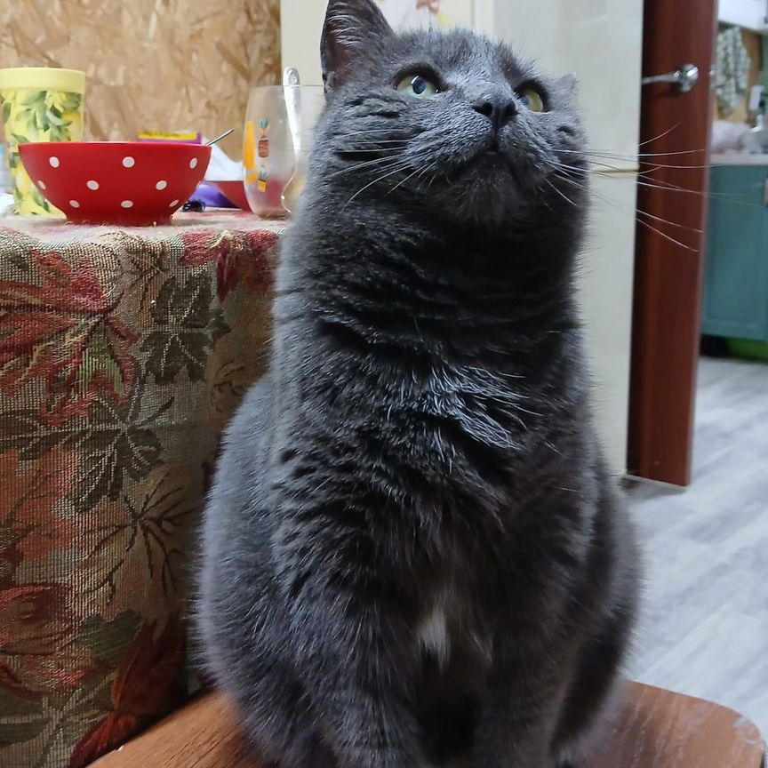 Русская голубая, взрослая кошка