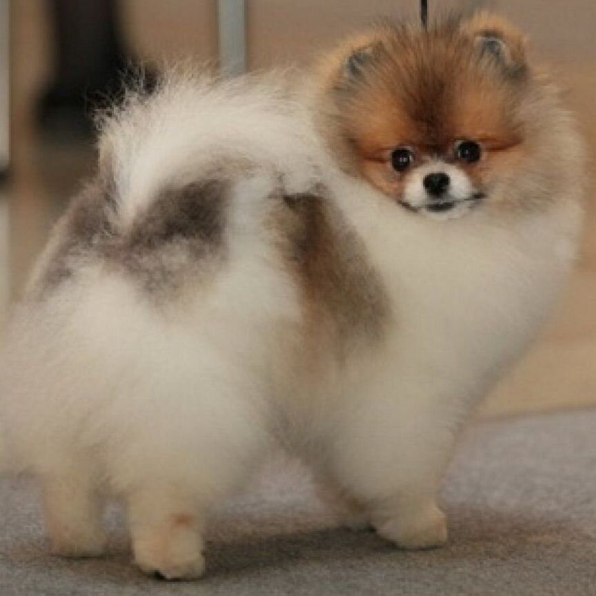 Немецкий шпиц, щенок