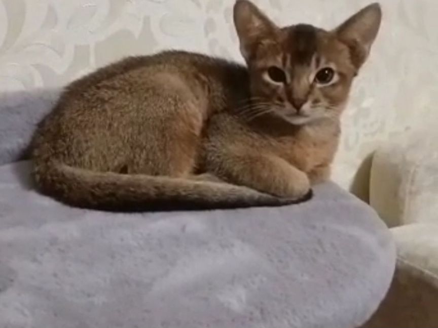 Абиссиские котята