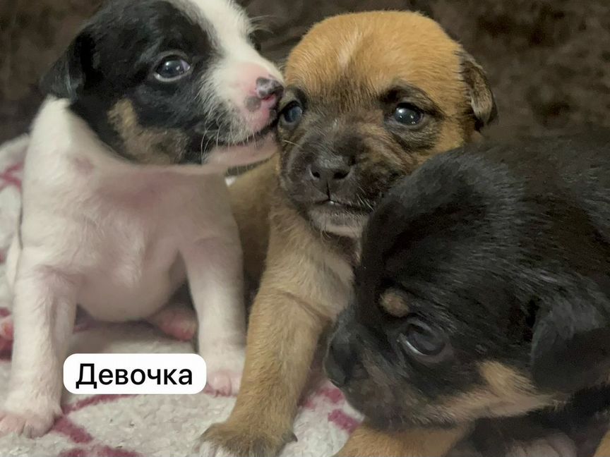 Той-терьер щенки