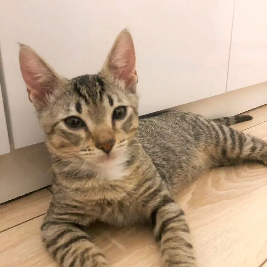 Котенок в добрые руки