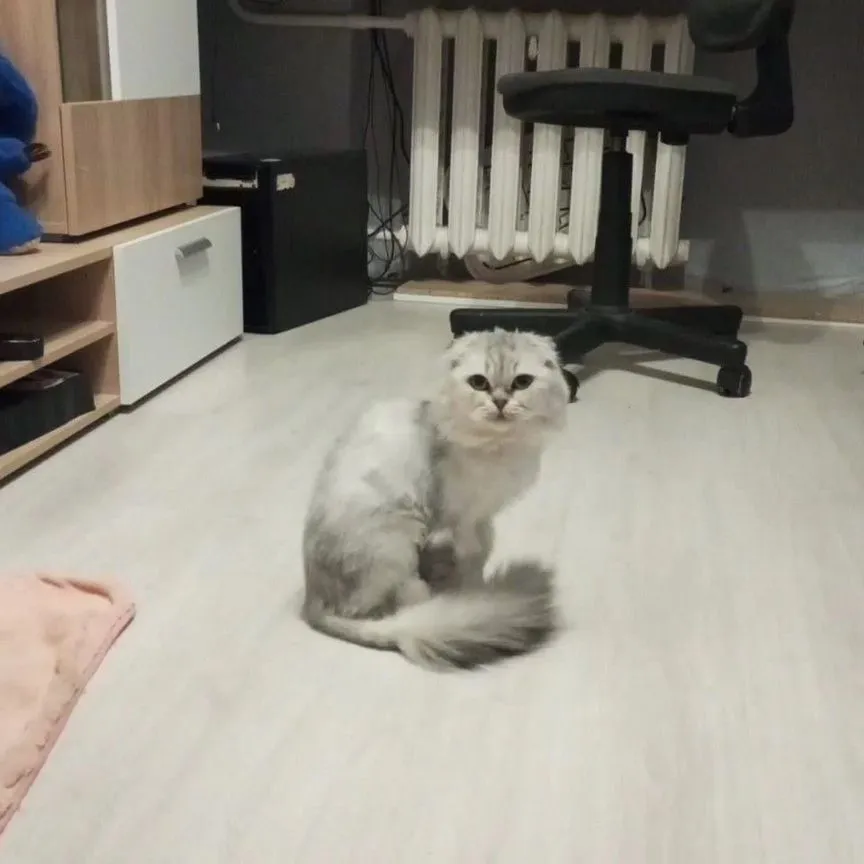 Продаю бесплатно кошку