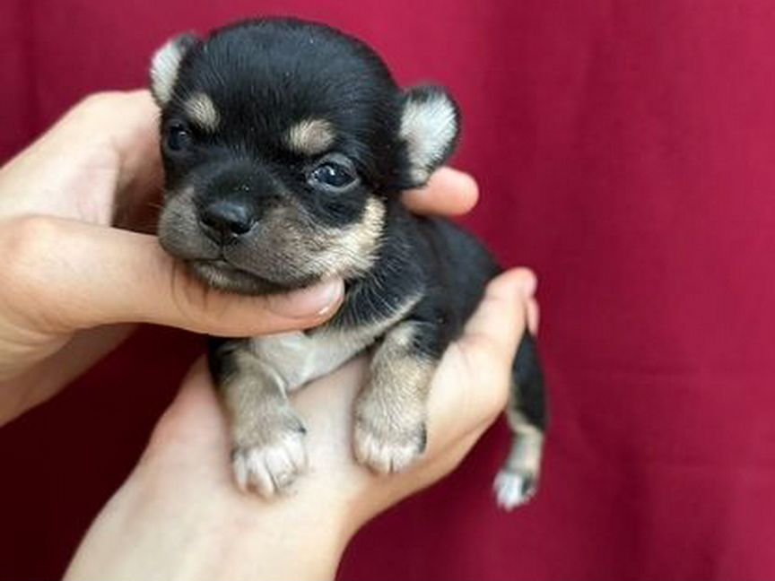 Чихуахуа mini щенки
