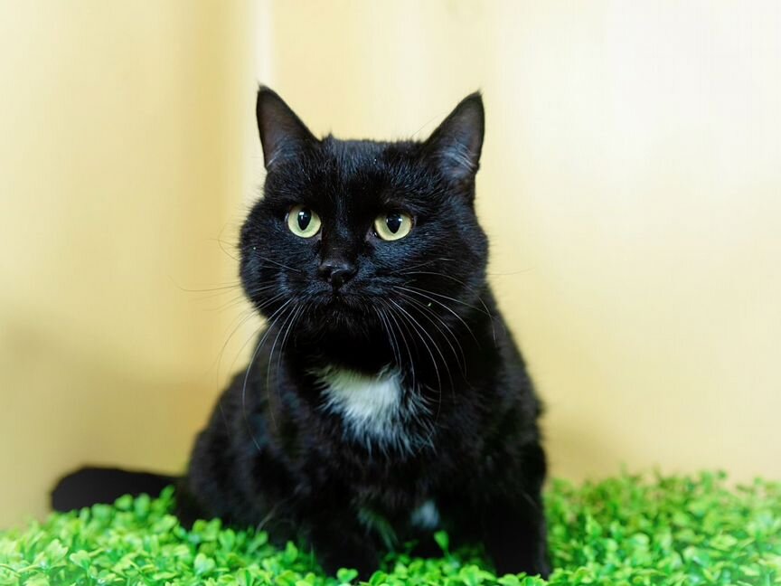 Кошечка Челси была брошена на даче